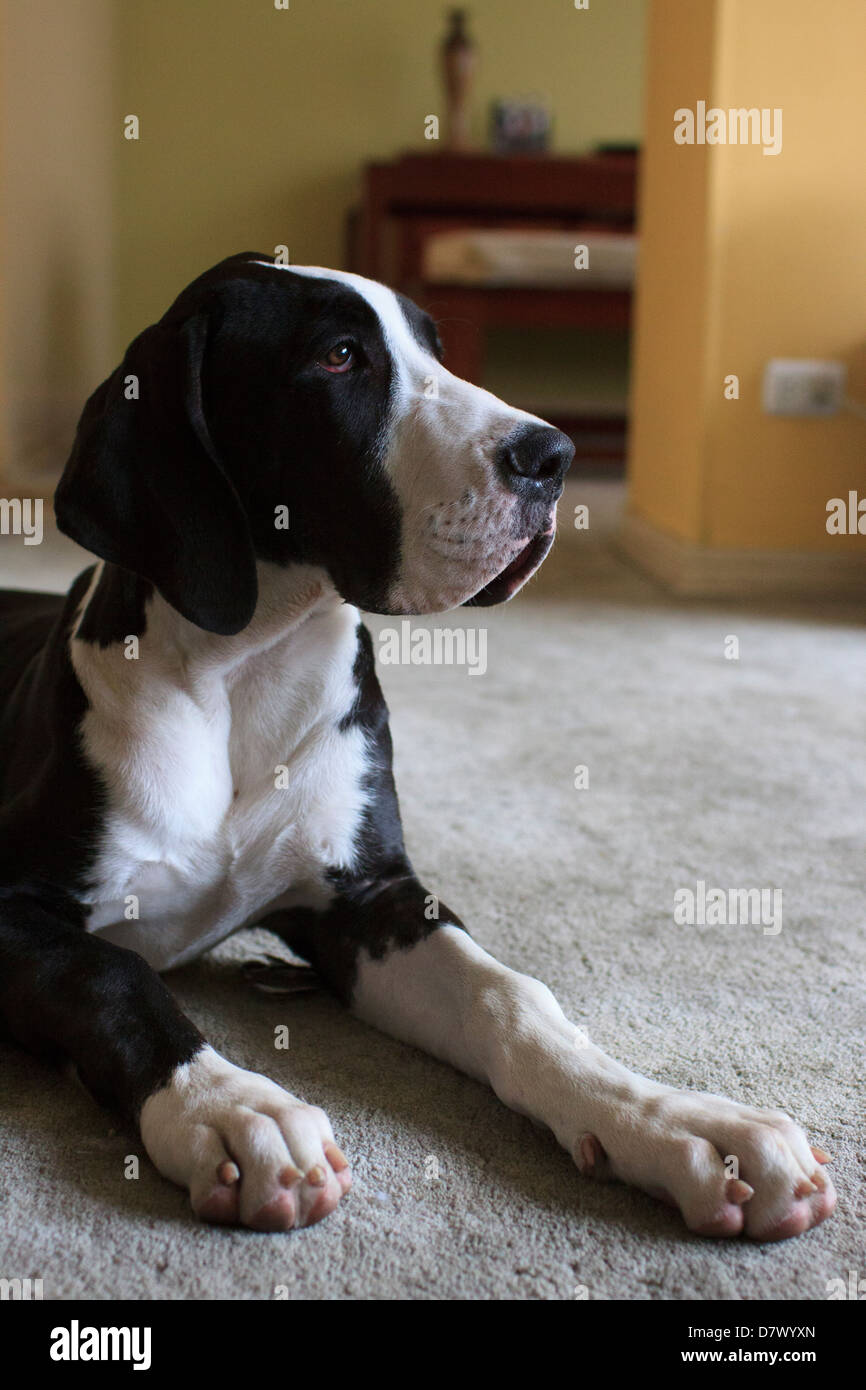 Chiot dogue allemand Banque de photographies et d’images à haute ...