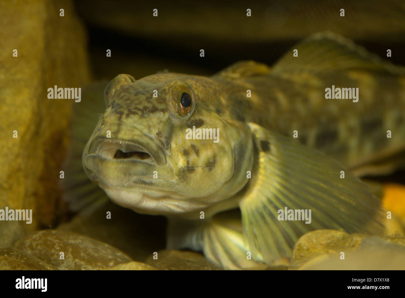 Le chabot visqueux (Cottus cognatus), les poissons d'eau douce ...