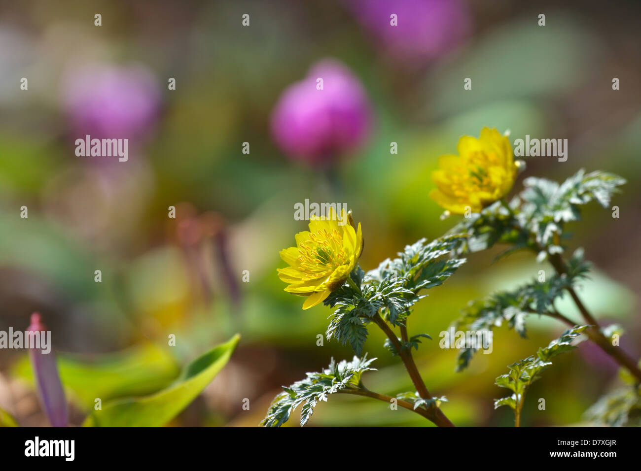 Adonis flowers Banque de photographies et d’images à haute résolution ...