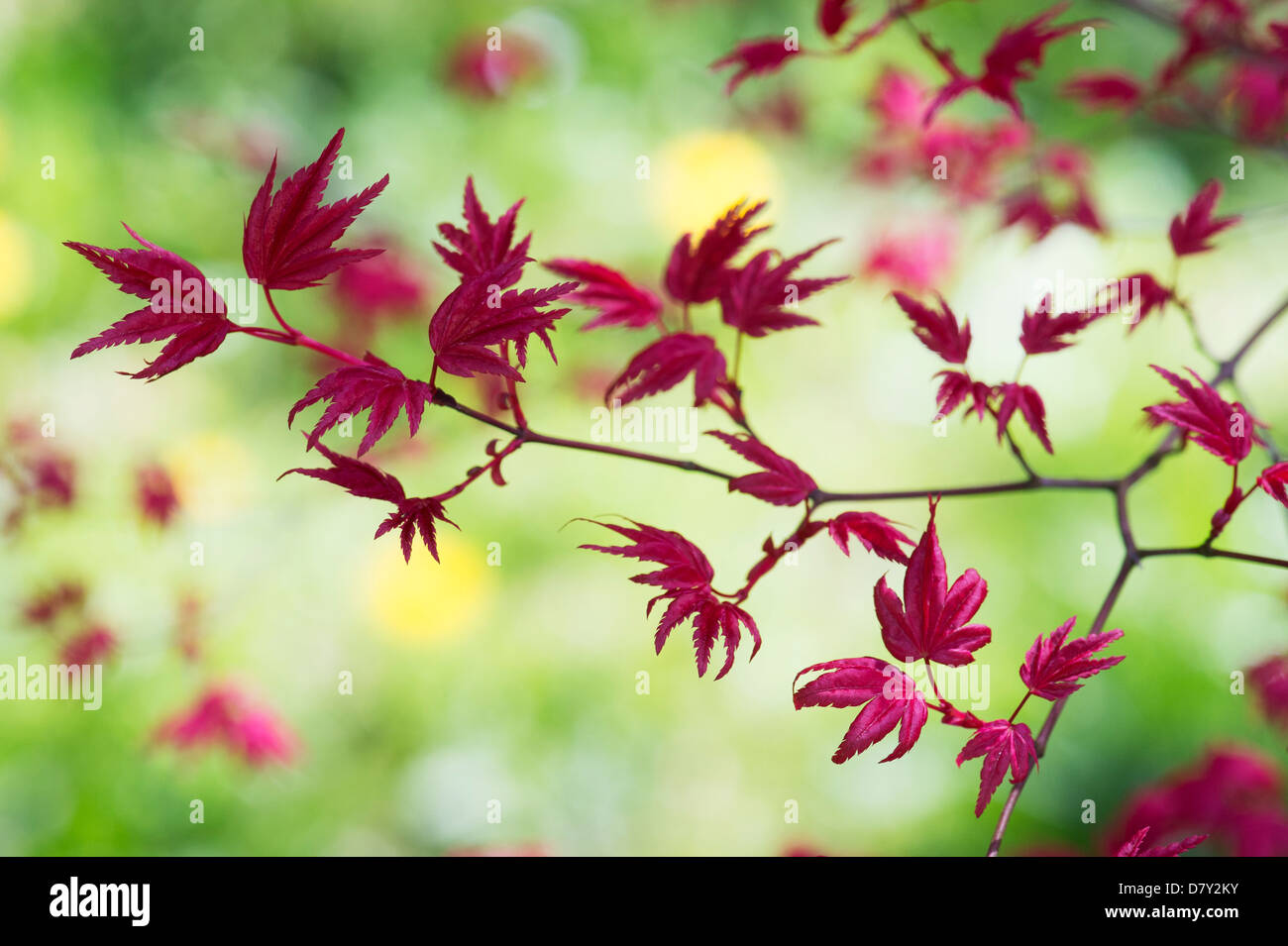 Acer palmatum Shin Chishio. Japanese maple tree Photo Stock - Alamy