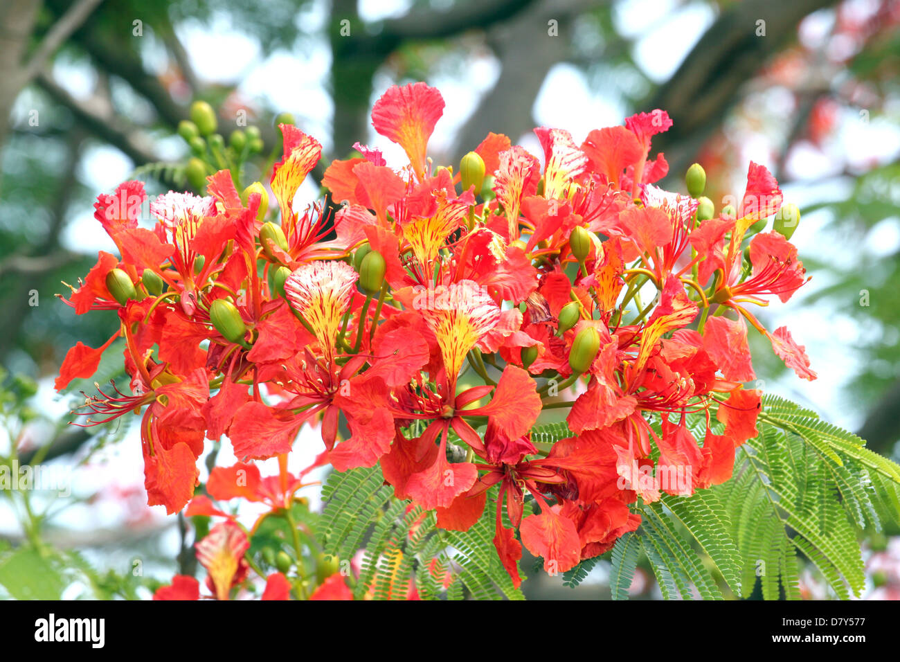La floraison des fleurs de paon arbre plein rouge rend plus belles ...