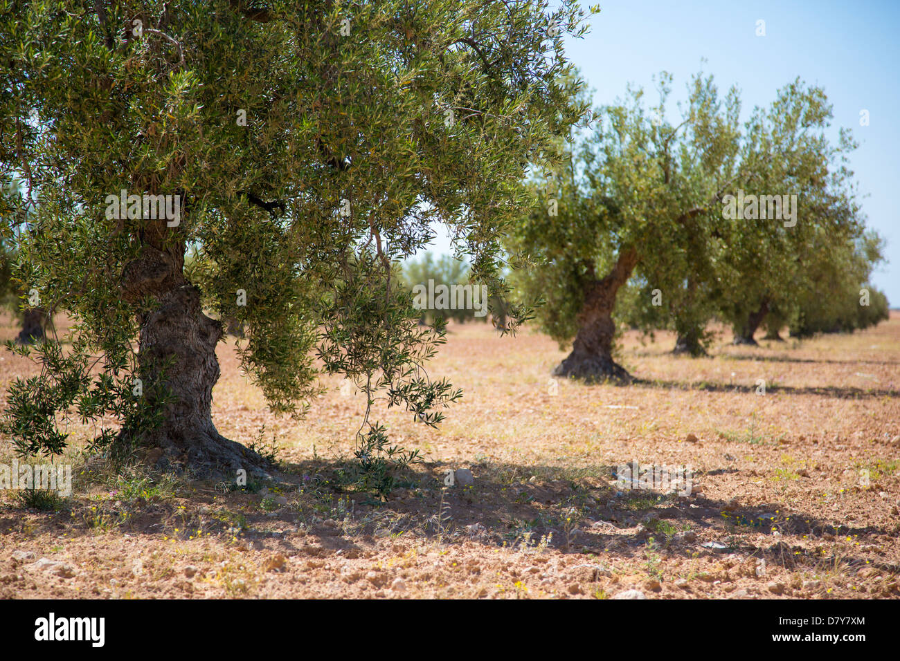 Olive trees in tunisia Banque de photographies et d’images à haute résolution - Alamy