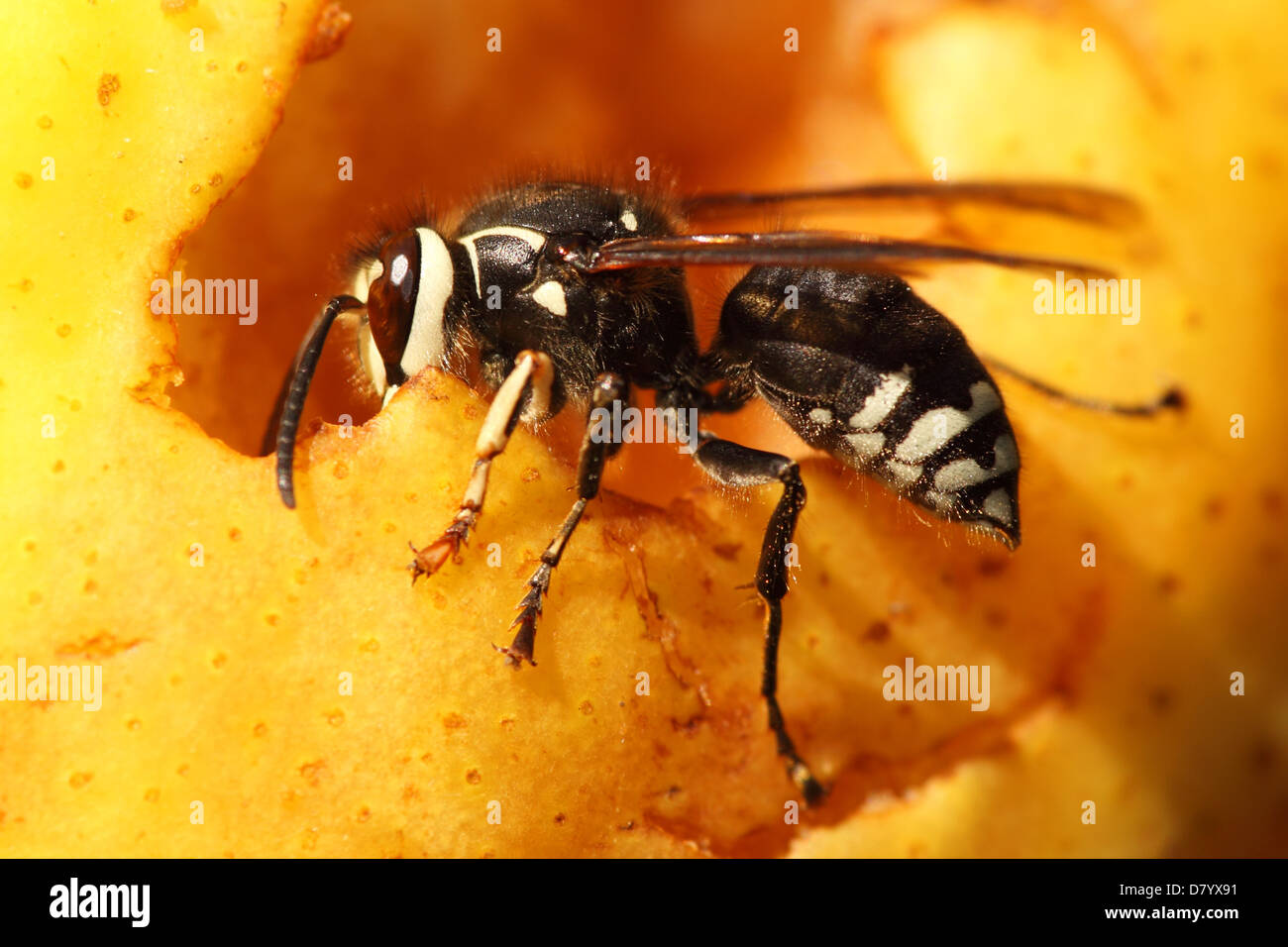 Frelon à face blanche Banque de photographies et d’images à haute ...