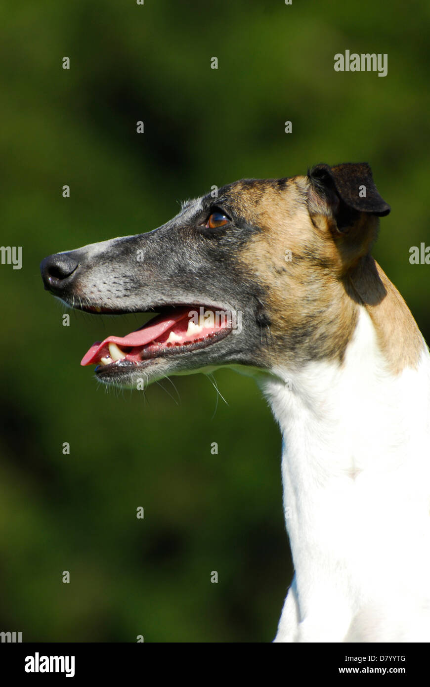 Whippet profile Banque de photographies et d’images à haute résolution ...