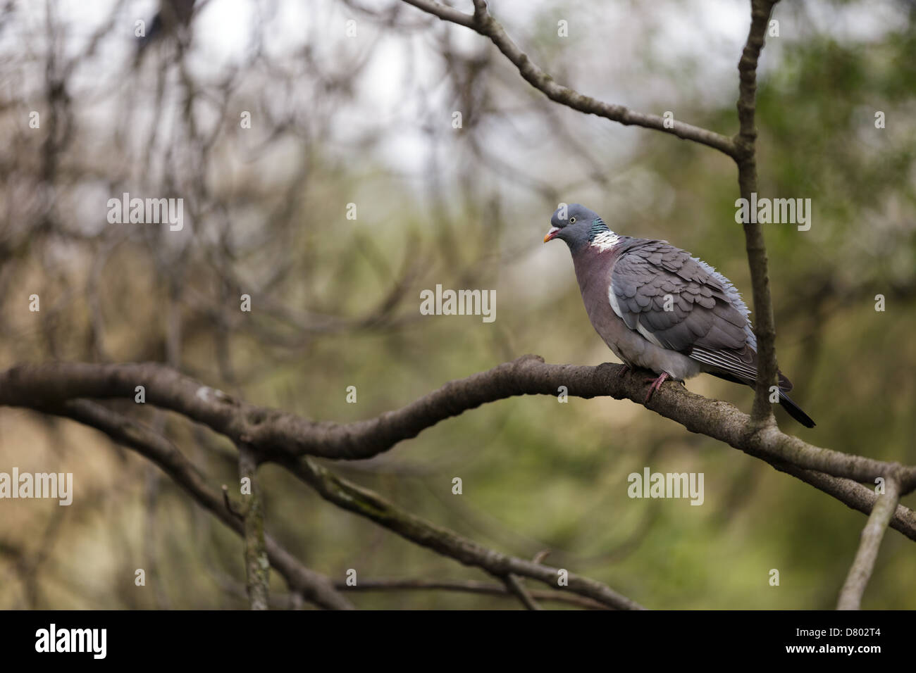 Pigeon Sur L'arbre Banque d'image et photos - Alamy