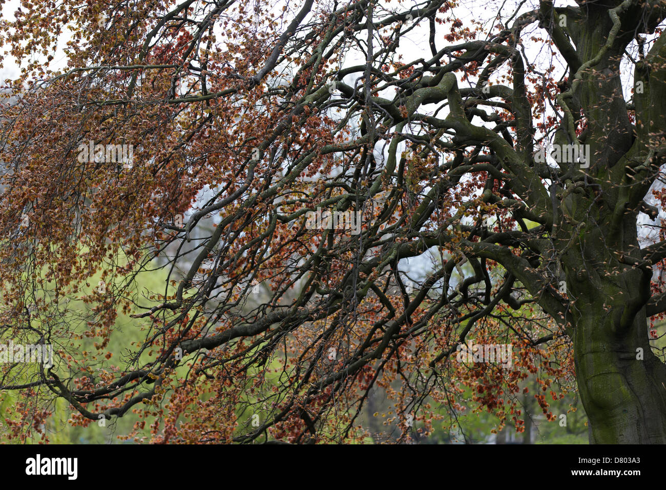 Arbre tombant Banque de photographies et d’images à haute résolution ...