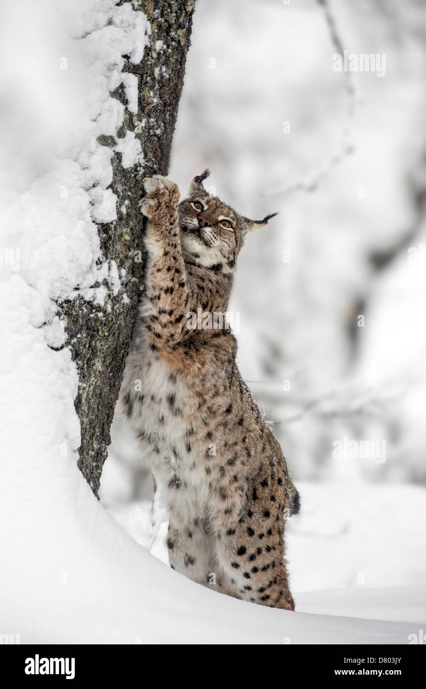 Sharp lynx Banque de photographies et d’images à haute résolution - Alamy