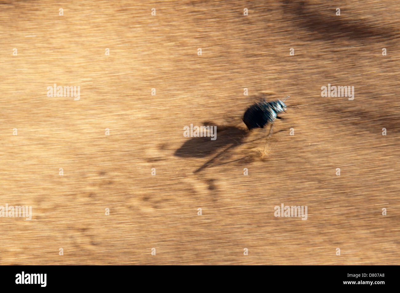 Namib desert beetle Banque de photographies et d’images à haute ...