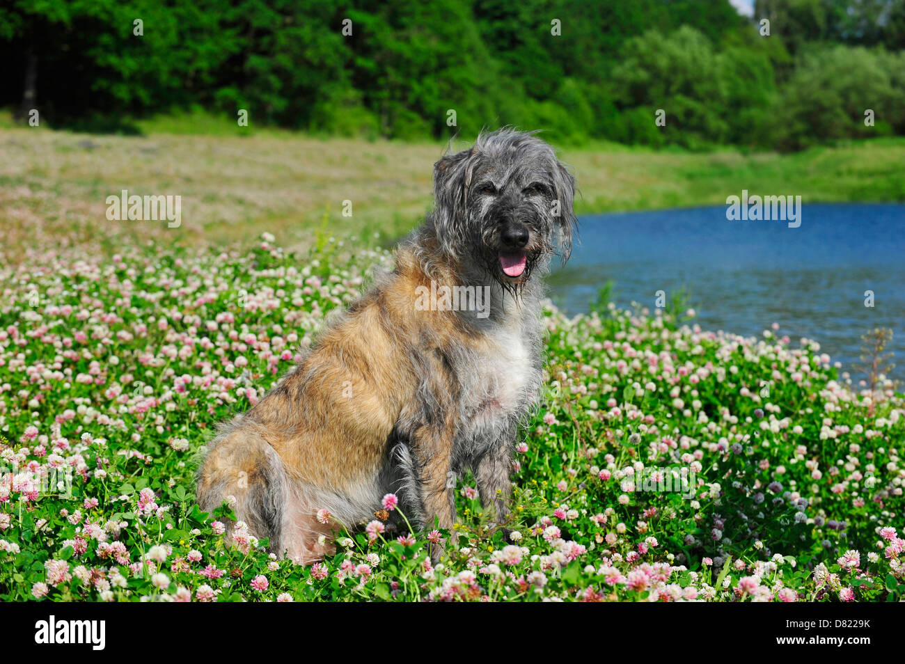 Chien wolfhound assis Banque de photographies et d’images à haute ...