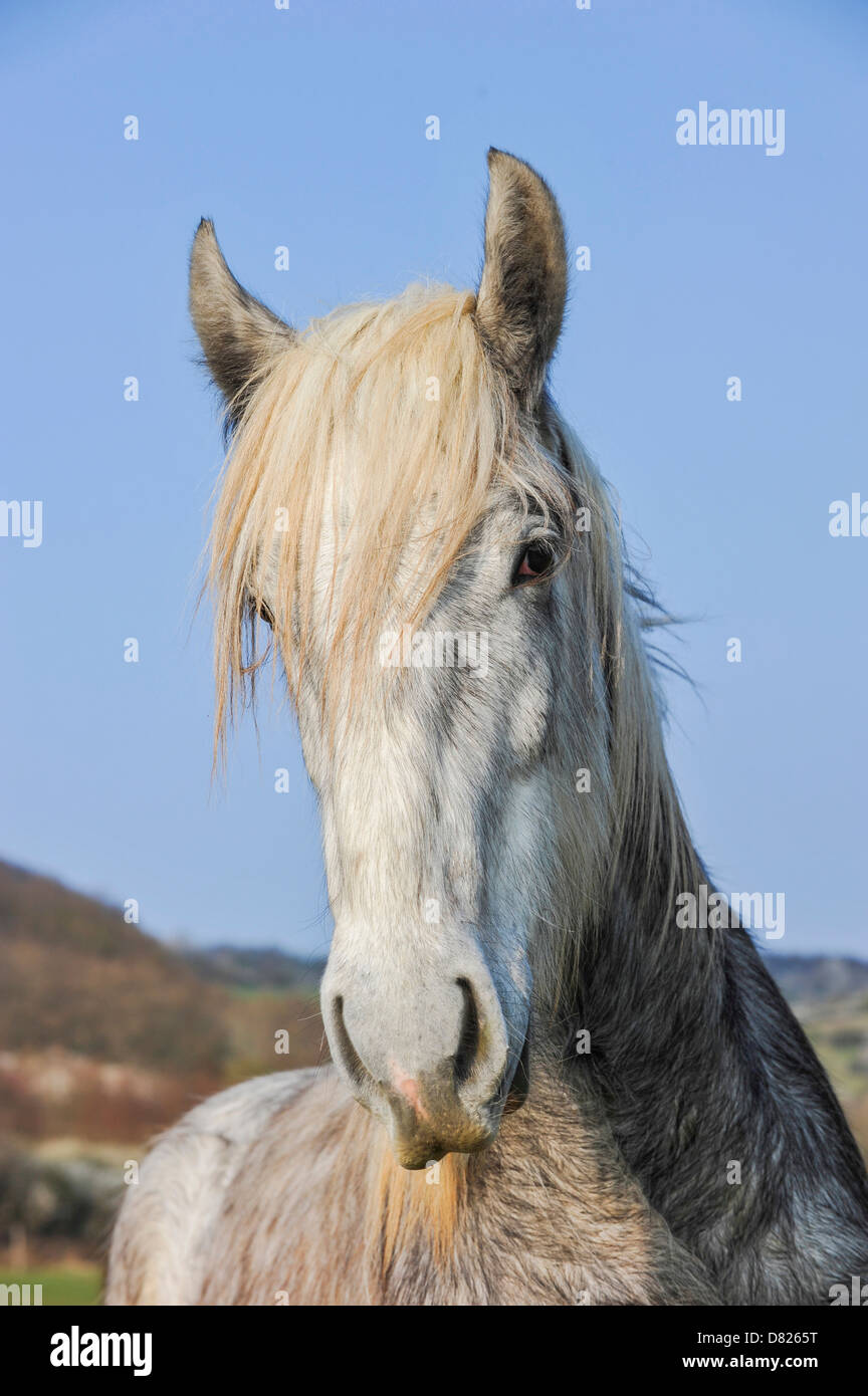 Chevaux lourds shire shires cheval Banque de photographies et d’images ...