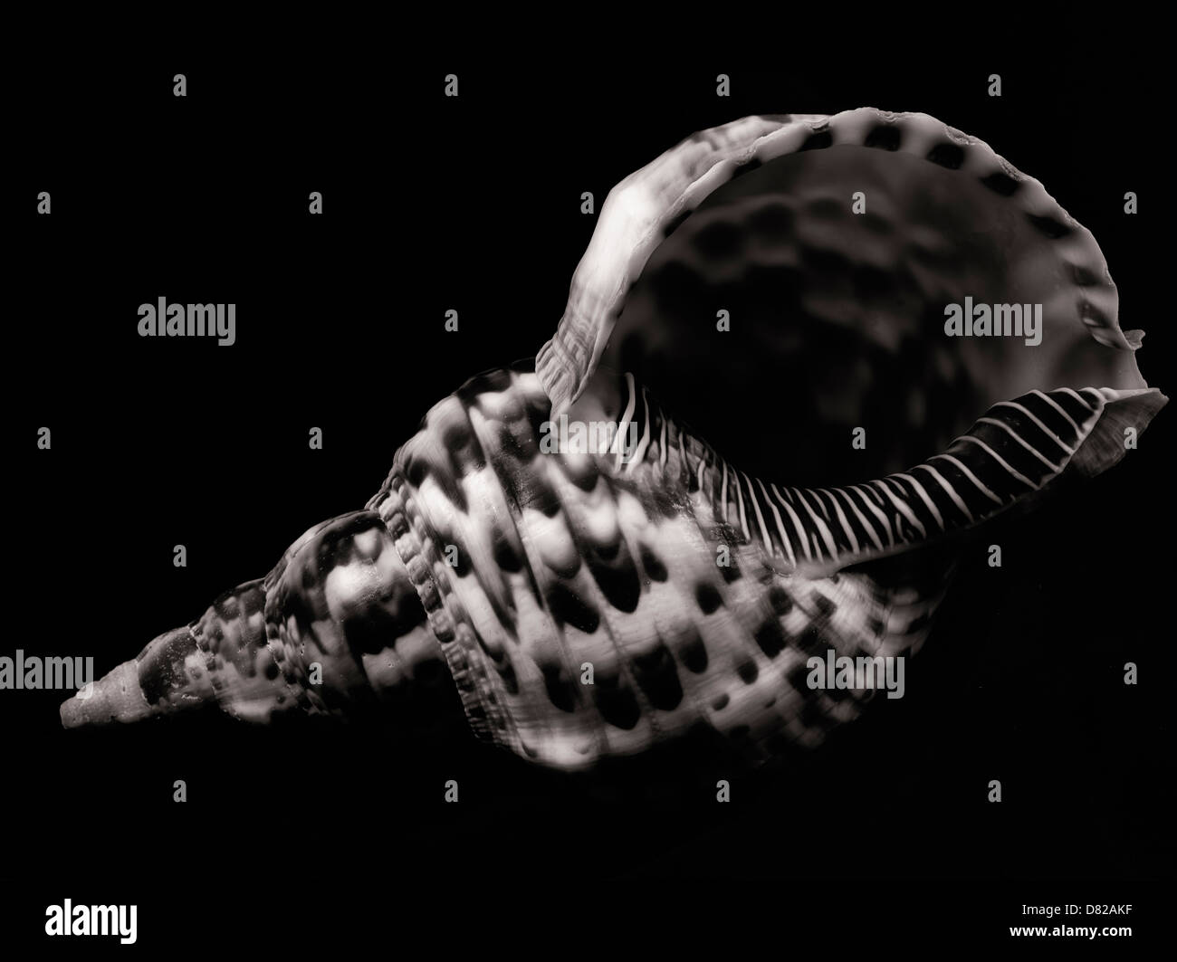 Triton shell Banque de photographies et d’images à haute résolution - Alamy