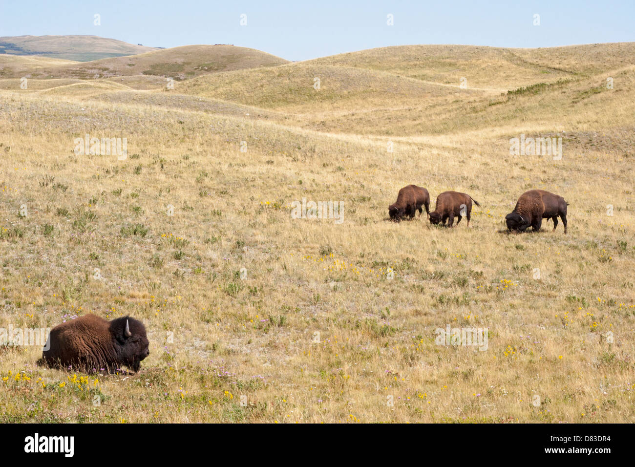 Troupeau de bisons qui bisons dans la prairie indigène de fétuque ...