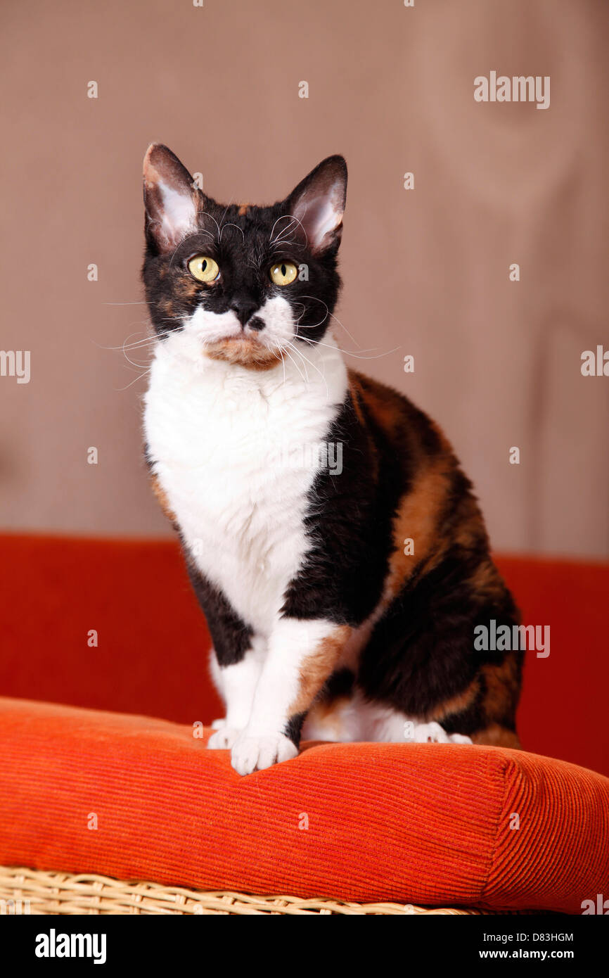 German rex cat Banque de photographies et d’images à haute résolution ...