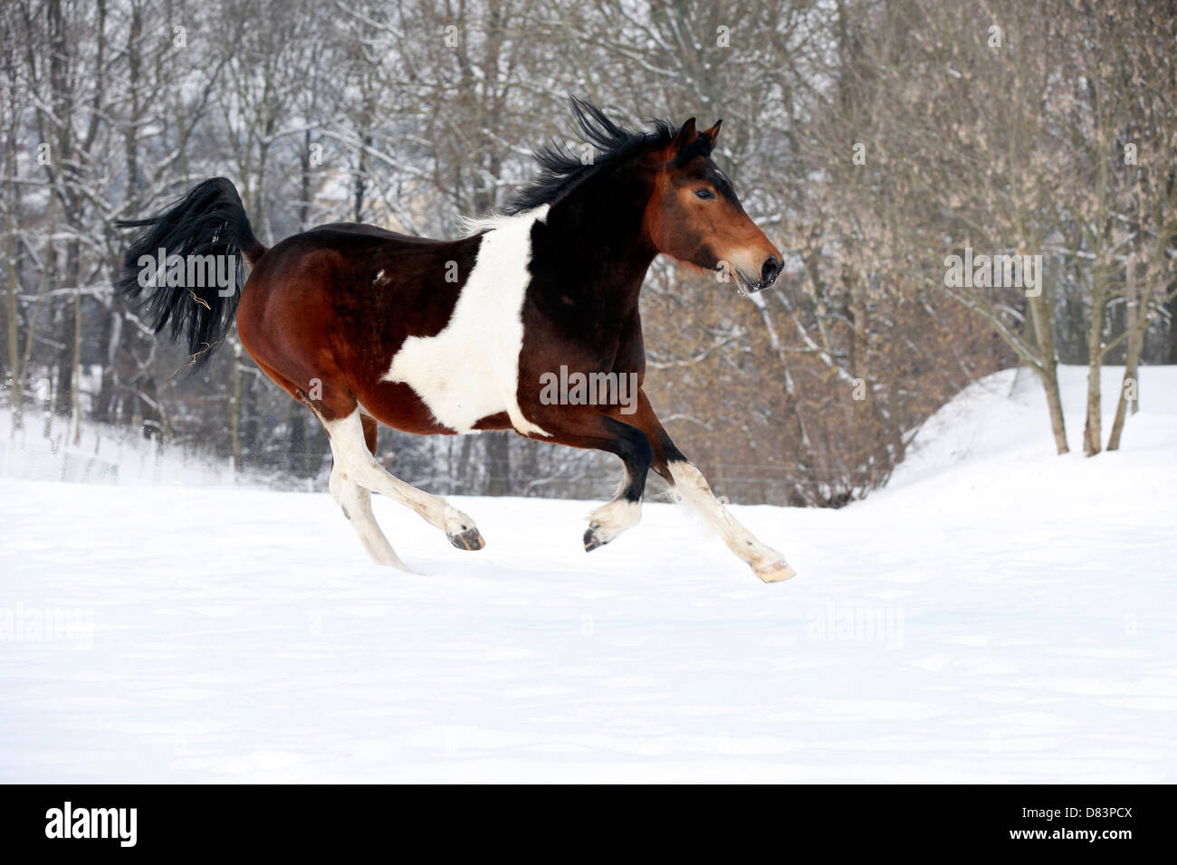 Cheval pinto marron et blanc Banque de photographies et d’images à ...
