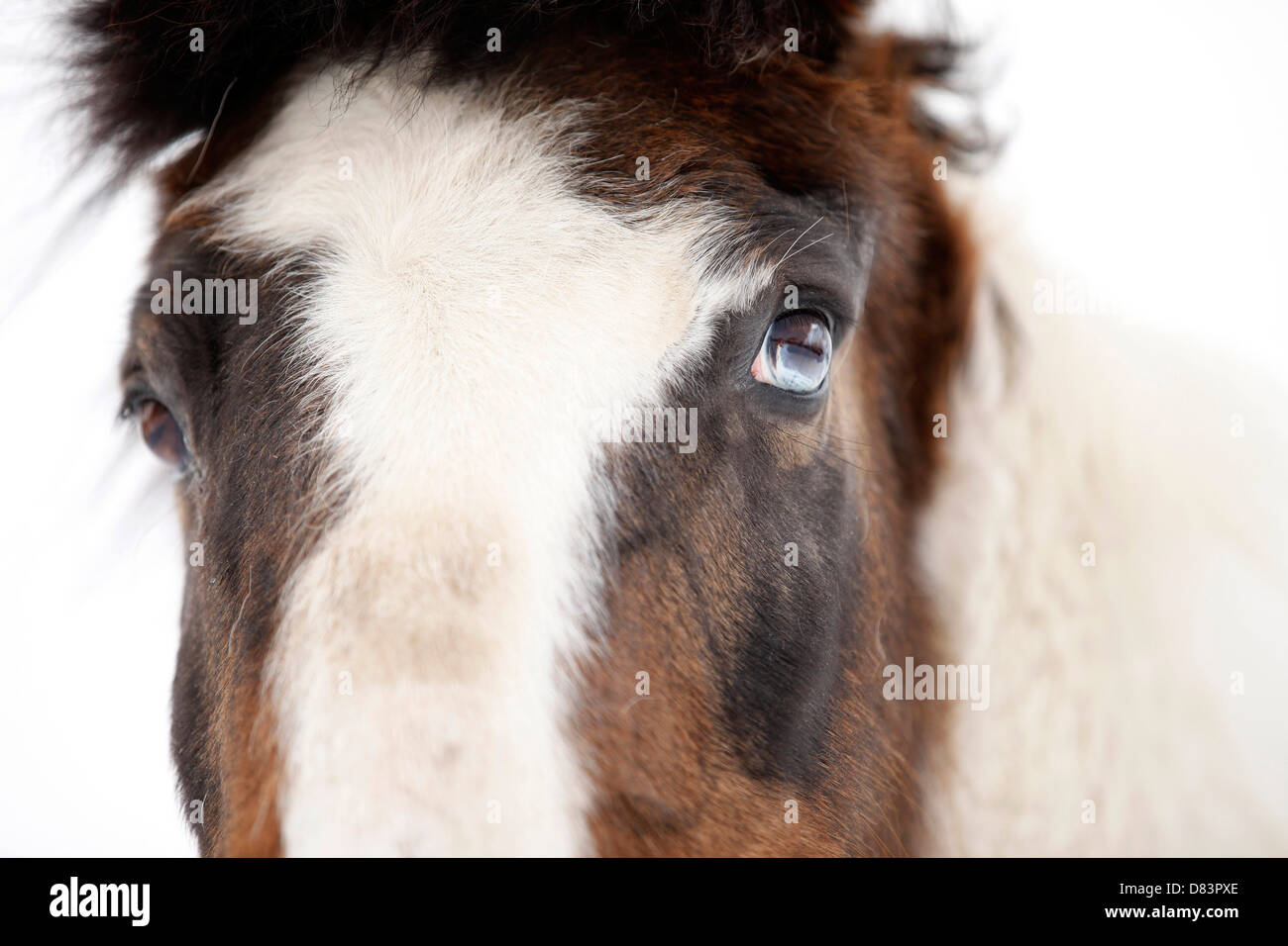 Cheval pinto marron et blanc Banque de photographies et d’images à ...