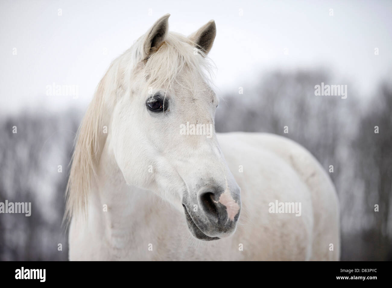 Portrait d'un cheval arabe Banque de photographies et d’images à haute ...