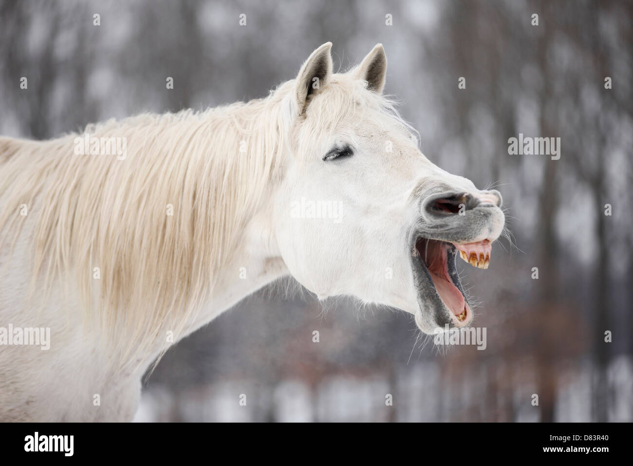 Rire de cheval Banque de photographies et d’images à haute résolution ...