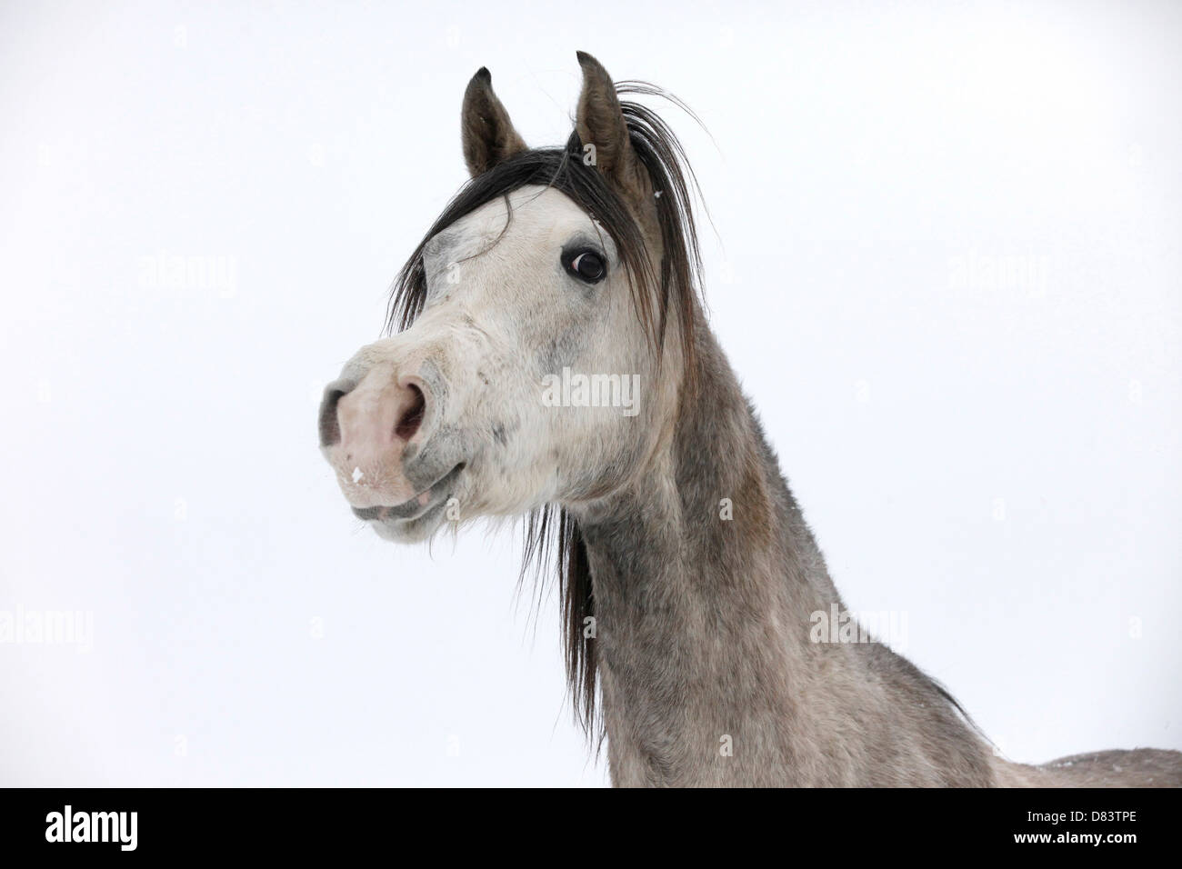 Portrait d'un cheval arabe Banque de photographies et d’images à haute ...