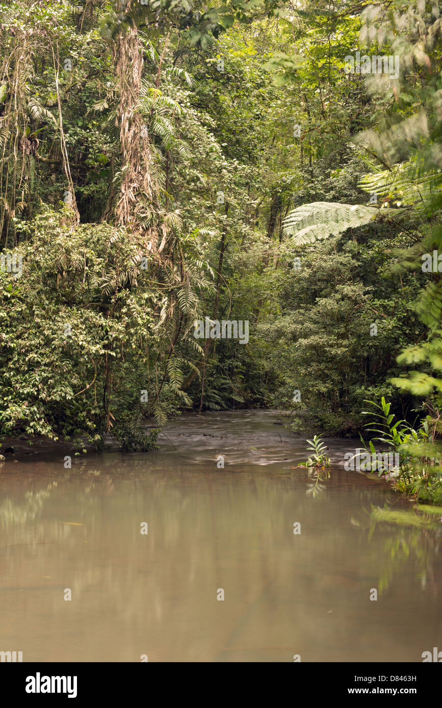 Milla Milla, rainforest paysages à la Milla Milla Falls, Atherton ...