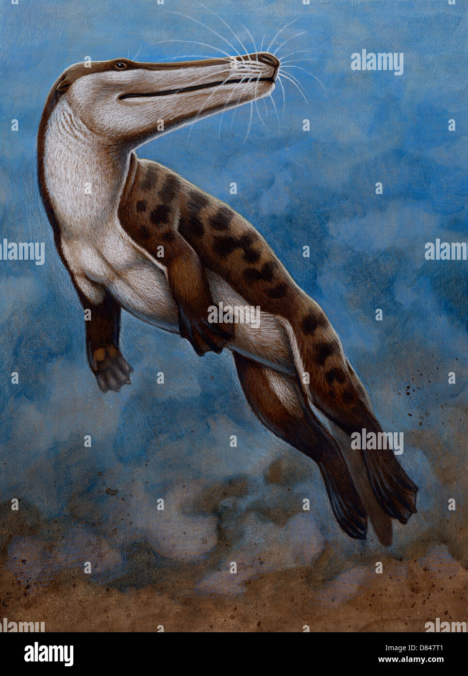 Ambulocetus ambulocetus natans Banque de photographies et d’images à ...