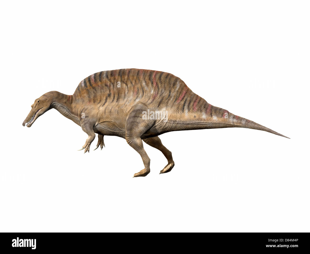 Backbone of spinosaurus aegyptiacus Banque de photographies et d’images à haute résolution - Alamy