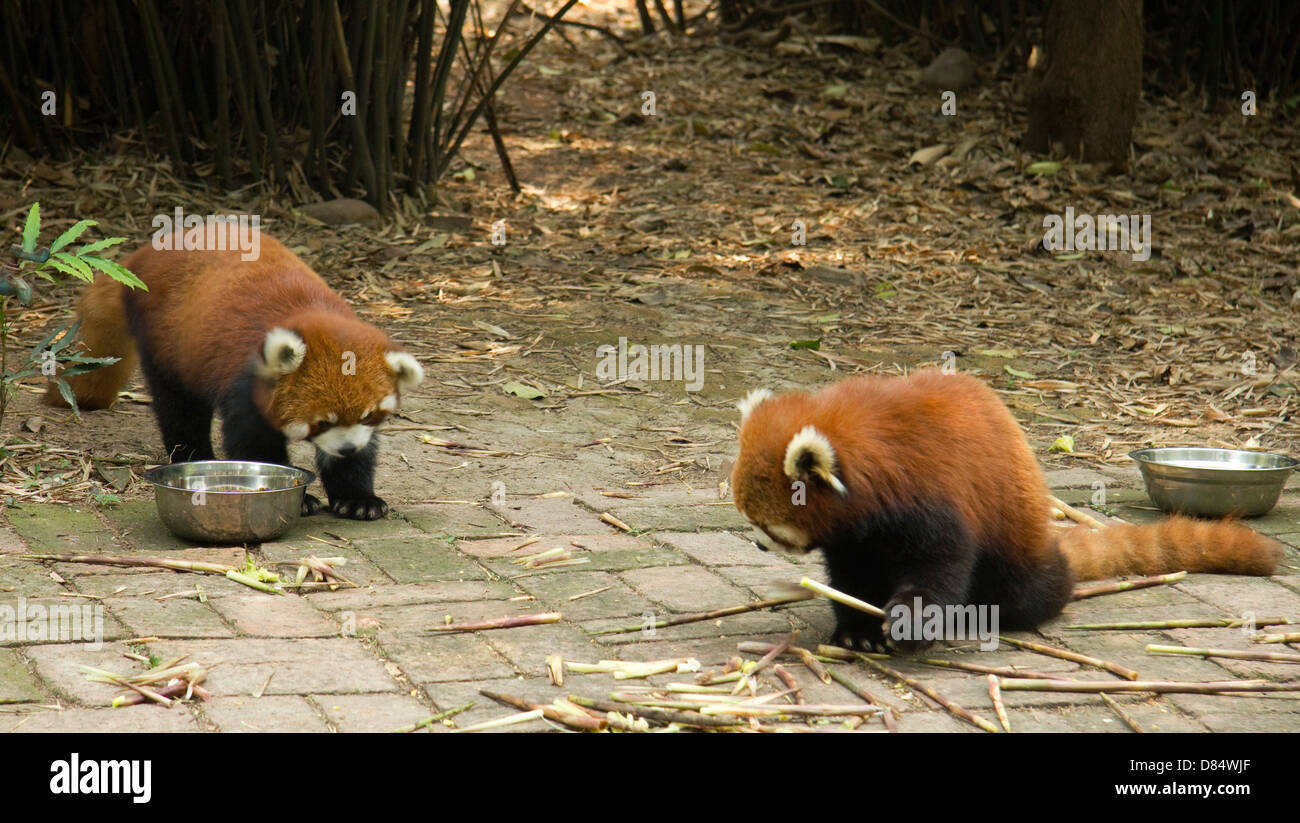 Panda rouge ailurus fulgens sichuan chengdu panda reproduction centre ...