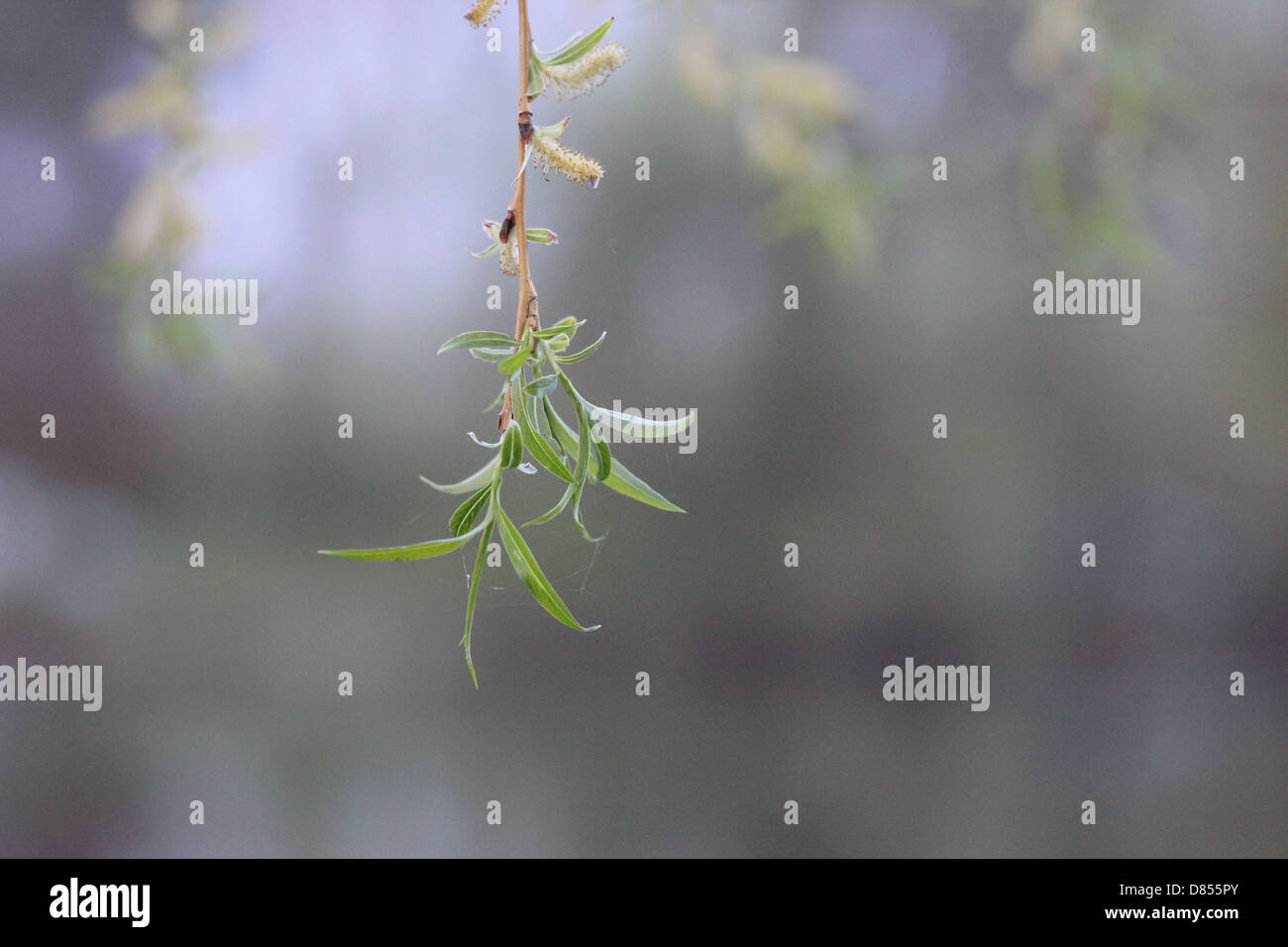 Feuille de saule Banque de photographies et d’images à haute résolution ...