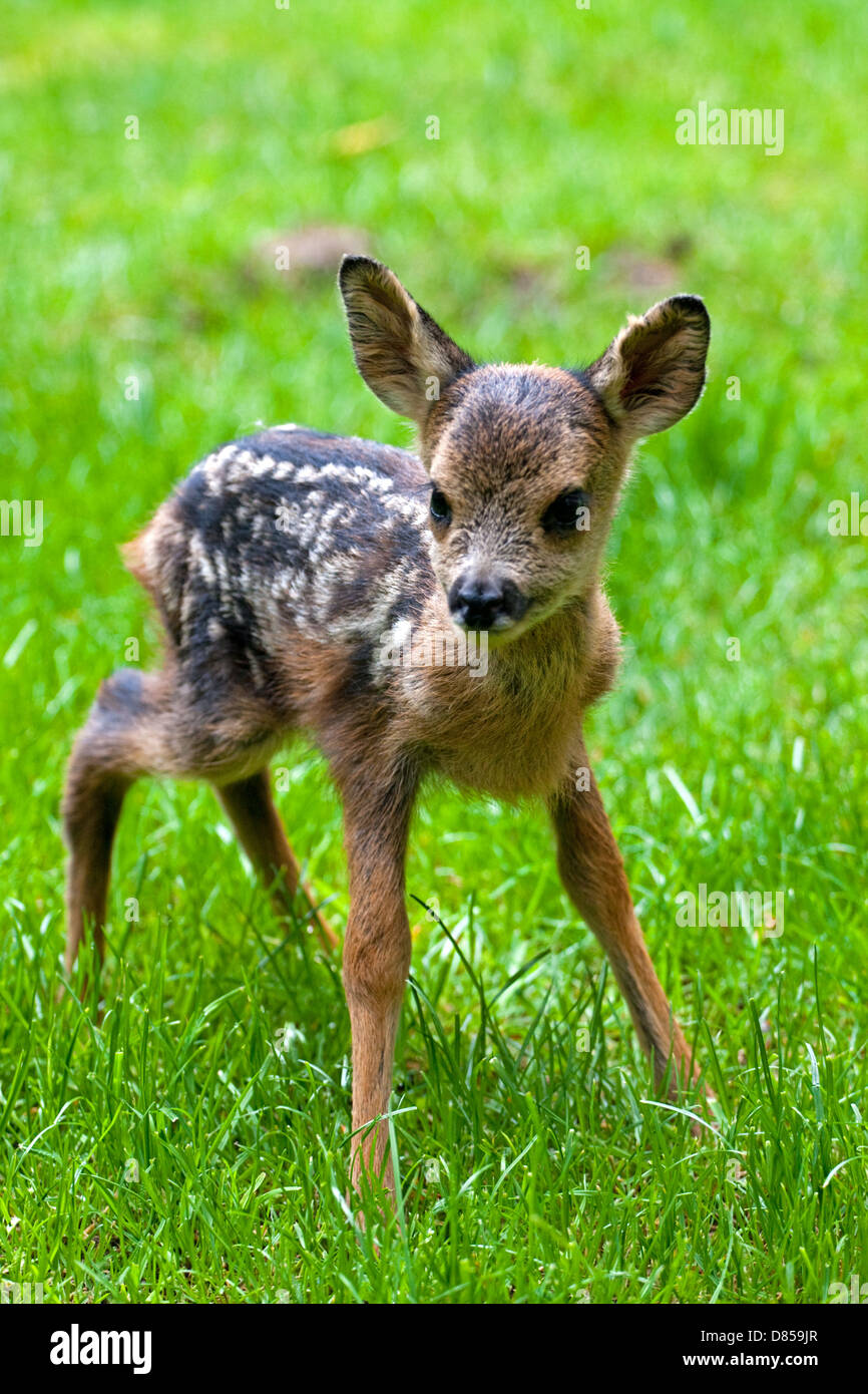 Bébé cerf Banque de photographies et d’images à haute résolution - Alamy