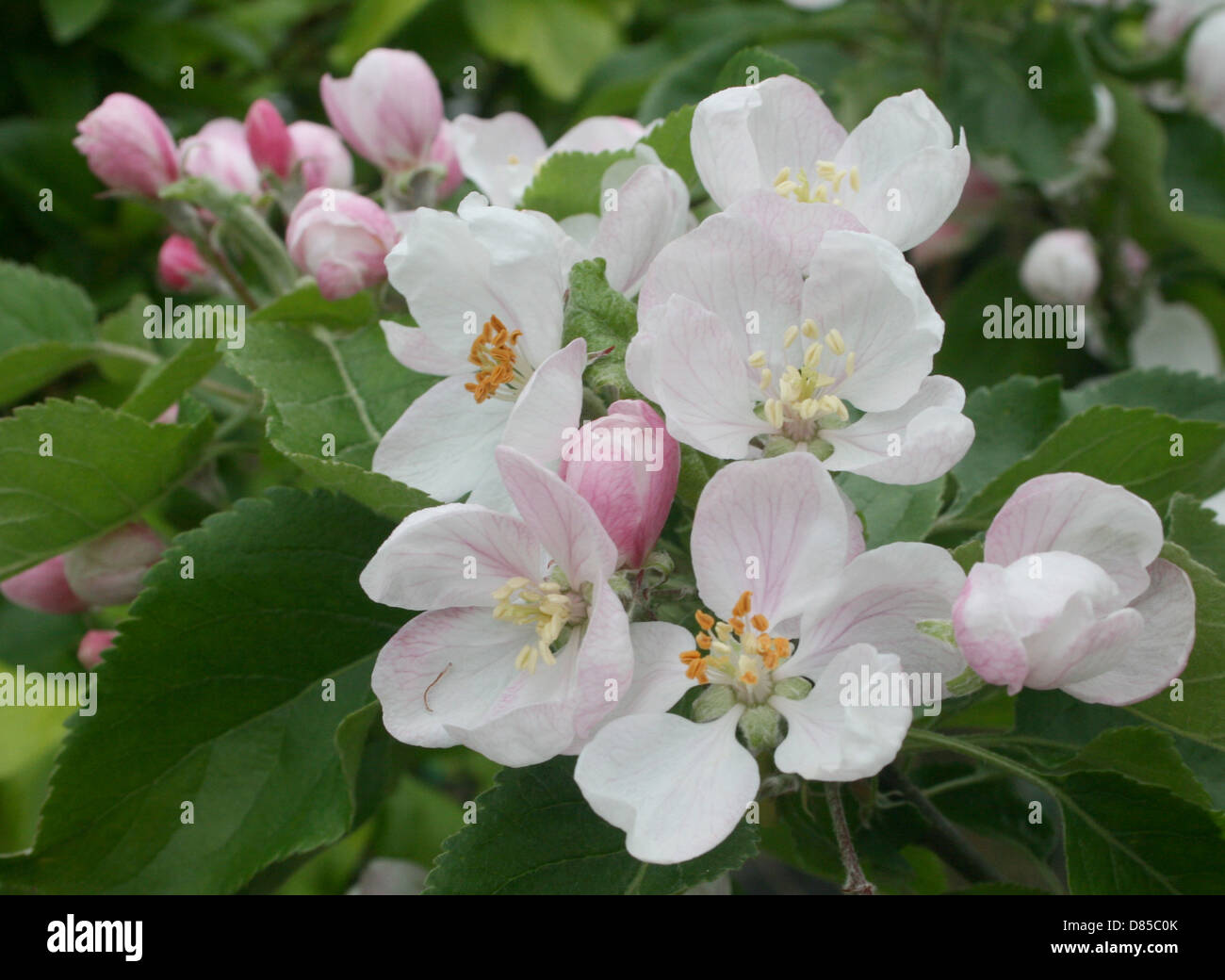 Bramley Apple Blossom, belle bourgeons rose rose pâle qui forment des ...