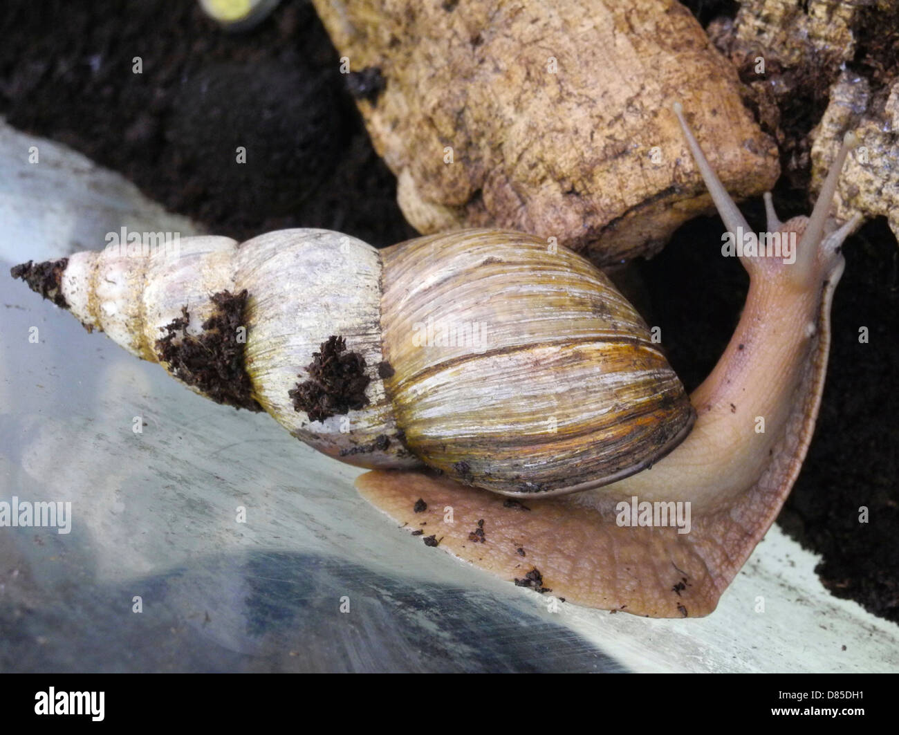 Escargot géant Banque de photographies et d’images à haute résolution ...