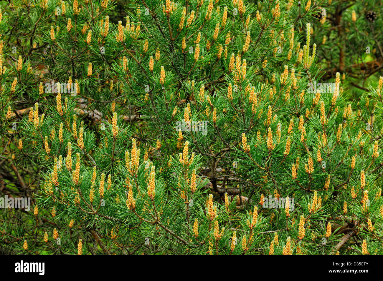 Reproductive structures Banque de photographies et d’images à haute ...