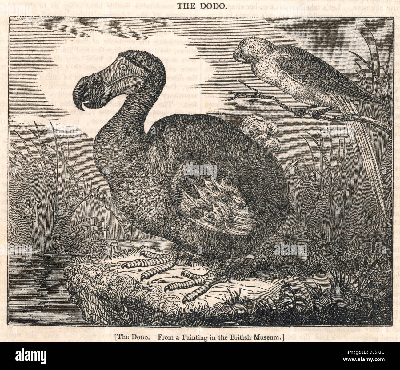 Dodo oiseaux Banque de photographies et d’images à haute résolution - Alamy