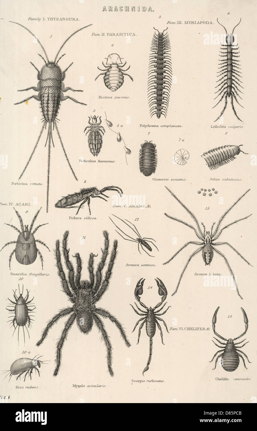 Divers arachnida Banque de photographies et d’images à haute résolution ...