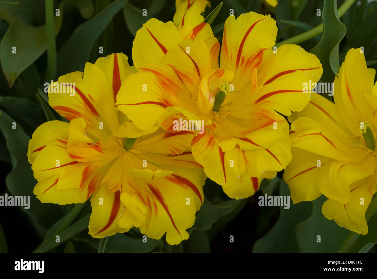 Jaune rouge Banque de photographies et d’images à haute résolution - Alamy