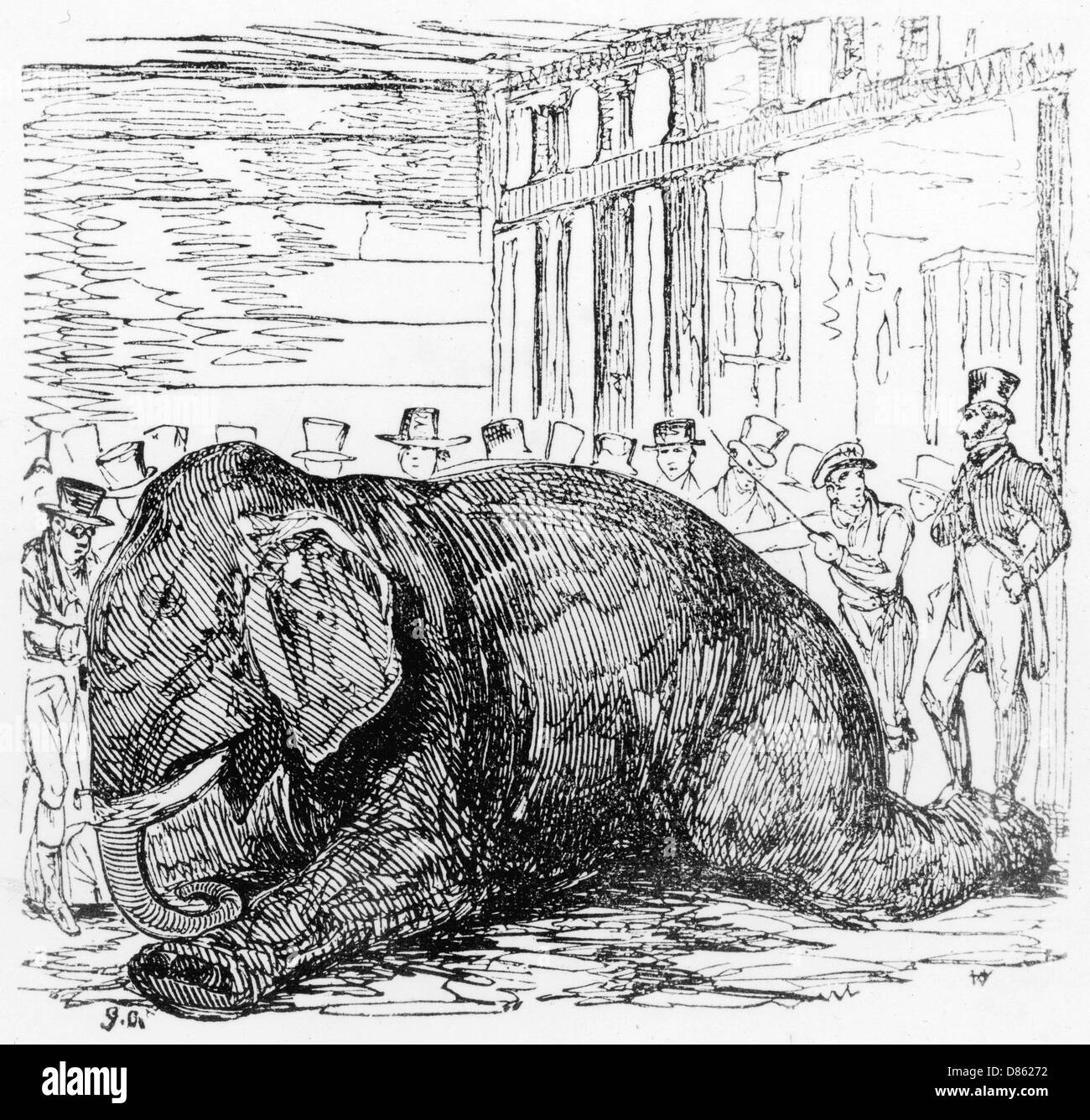 épée d'éléphant Banque de photographies et d’images à haute résolution ...