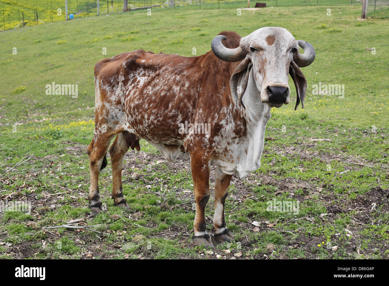 Vache brahman Banque de photographies et d’images à haute résolution ...