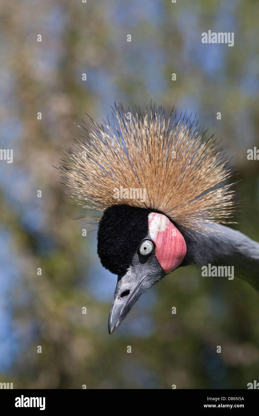 Yeux rouges pupille noire Banque de photographies et d’images à haute ...