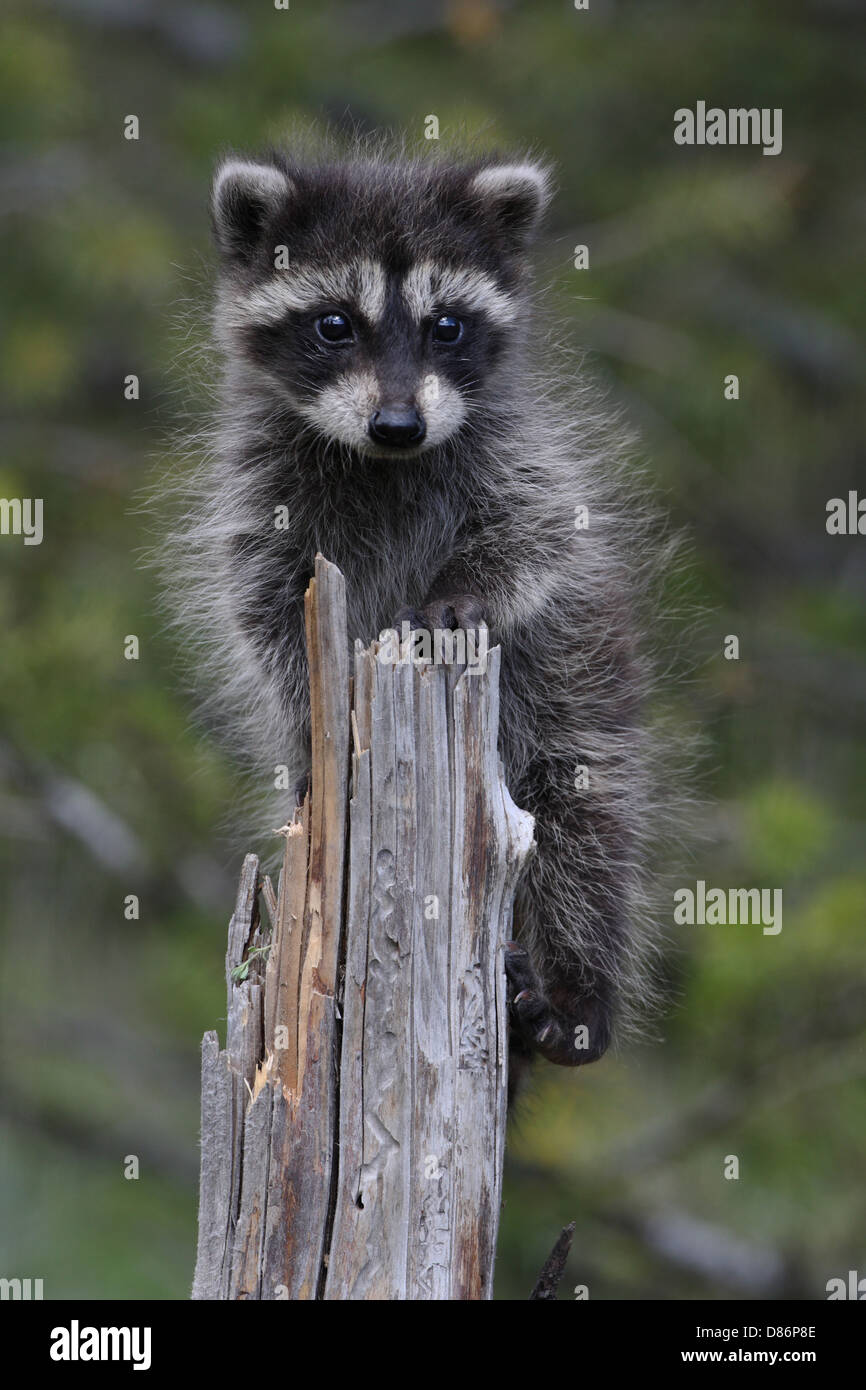 Raton laveur Banque de photographies et d’images à haute résolution - Alamy
