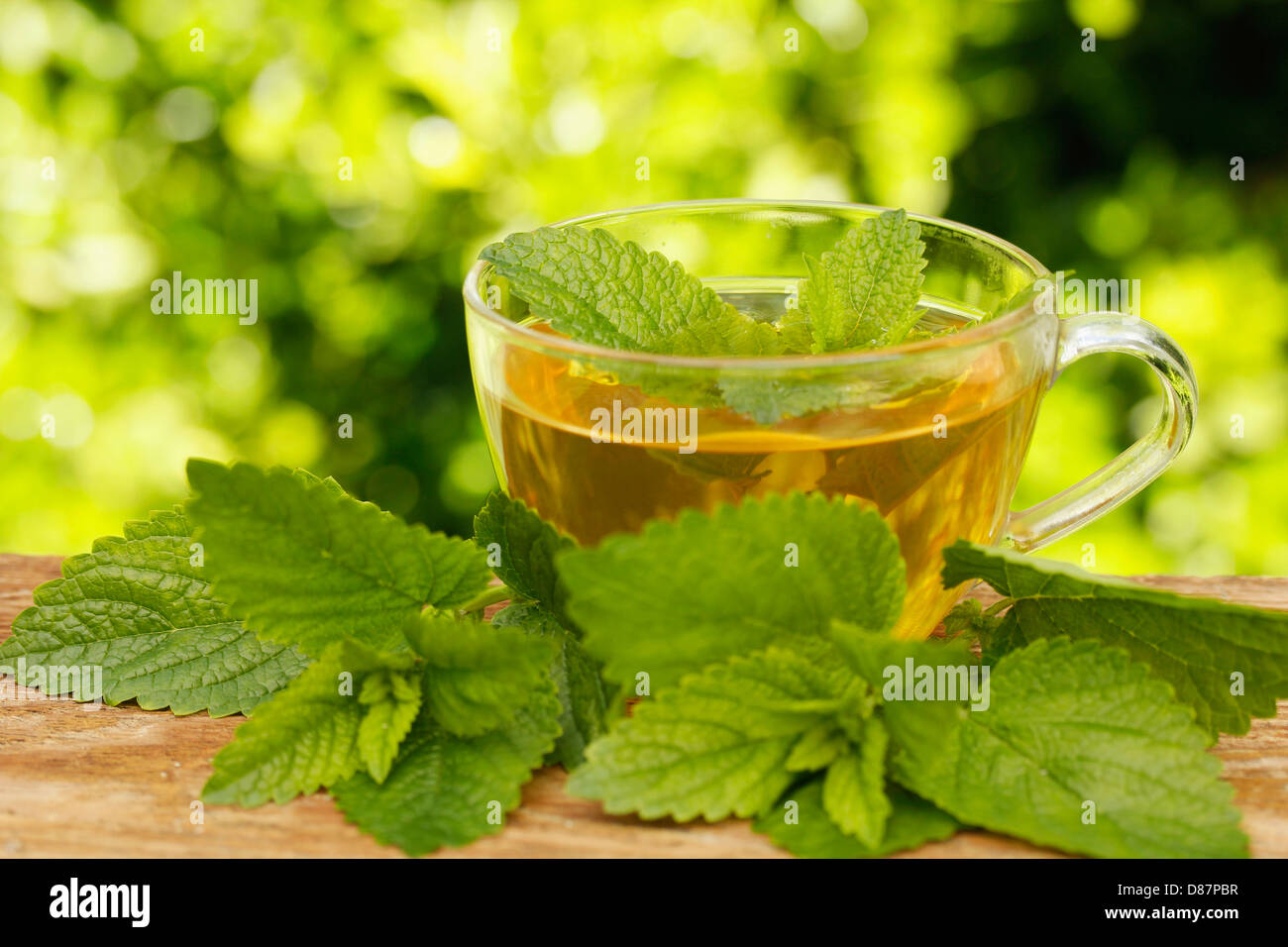 Mélisse Officinalis Banque d'image et photos - Alamy
