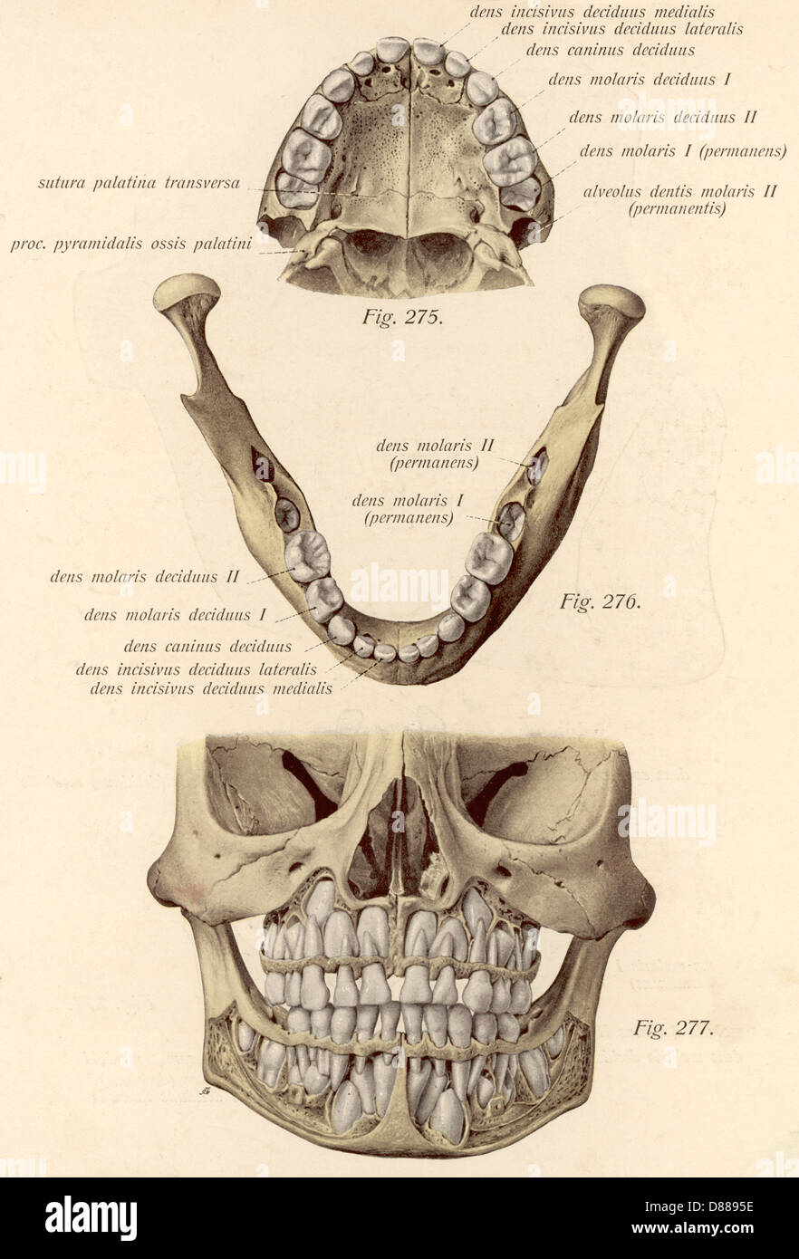 OS ET DENTS DE LA MÂCHOIRE Photo Stock - Alamy