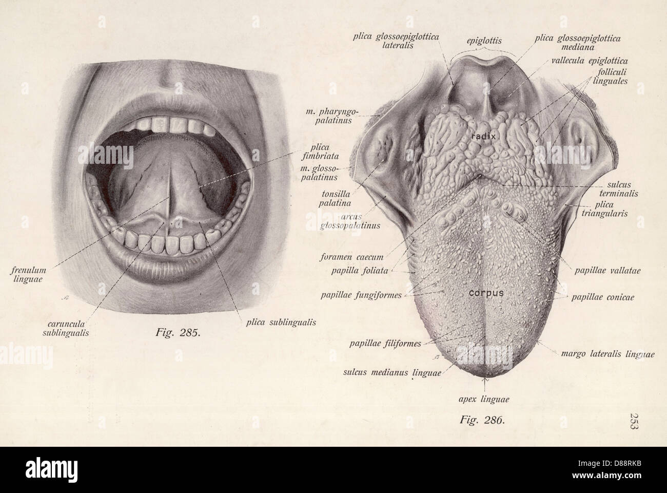 Anatomie de la langue humaine Banque de photographies et d’images à ...