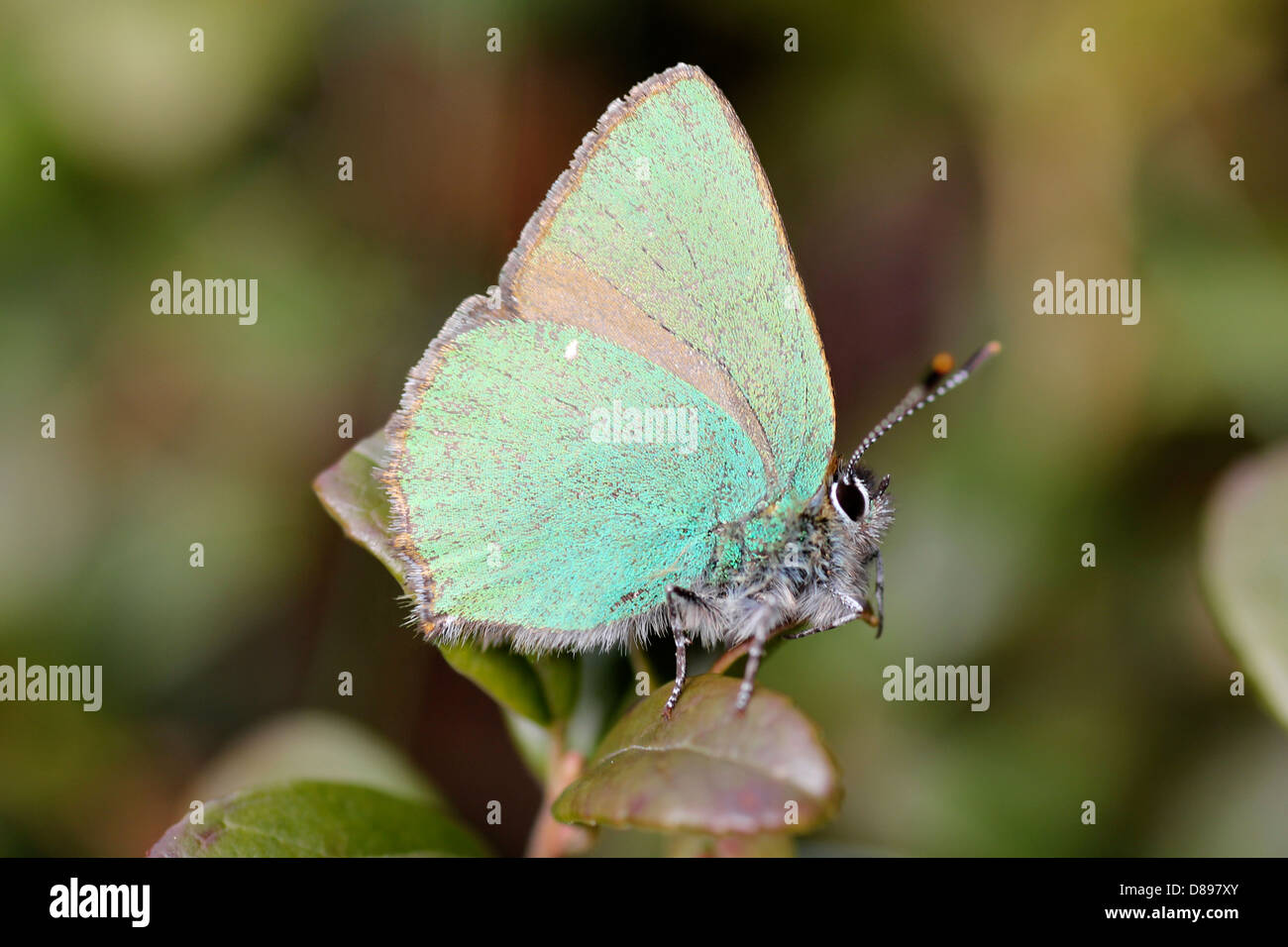 Mèche de cheveux vert Banque de photographies et d’images à haute ...