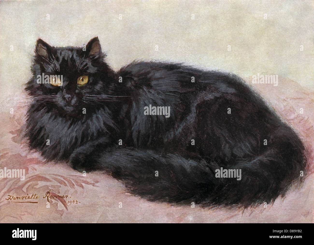 Black persian cat Banque de photographies et d’images à haute ...