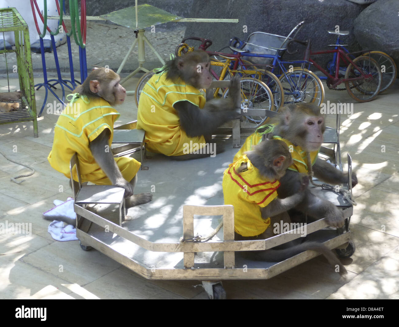 Singe cirque Banque de photographies et d’images à haute résolution - Alamy