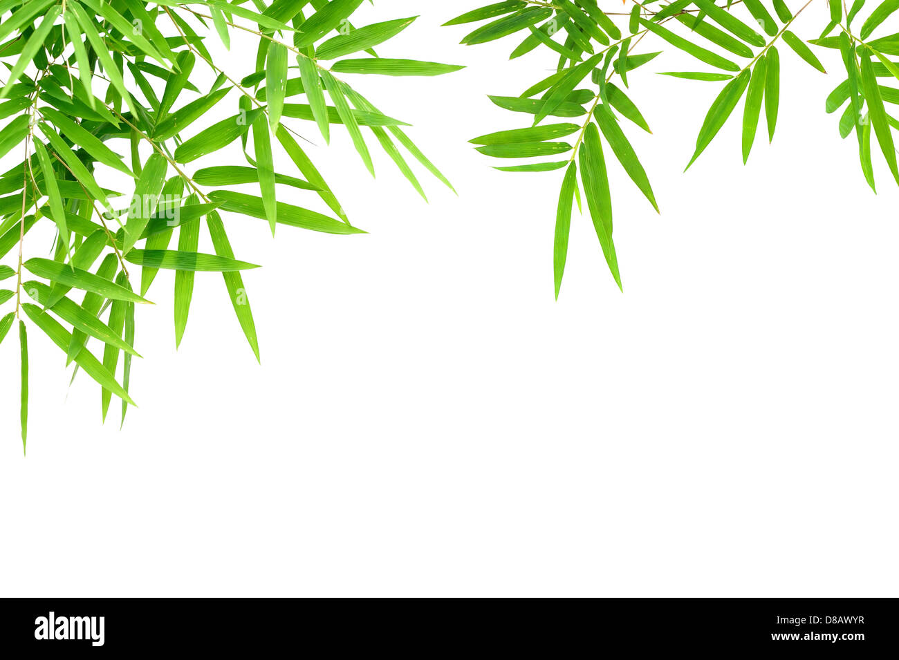 Feuilles de bambou Banque de photographies et d’images à haute ...