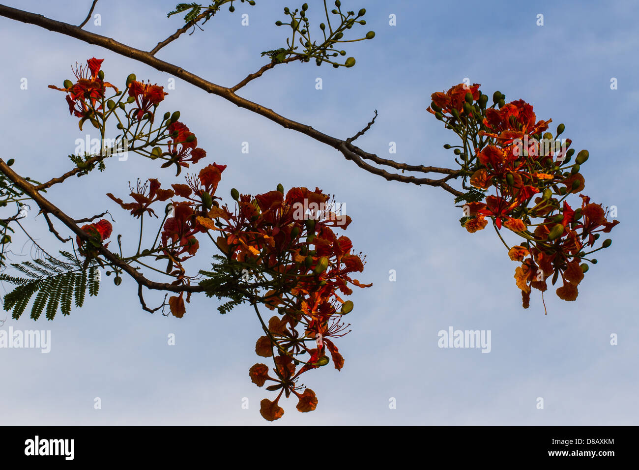 Fleurs de caesalpinia pulcherrima Banque de photographies et d’images à ...