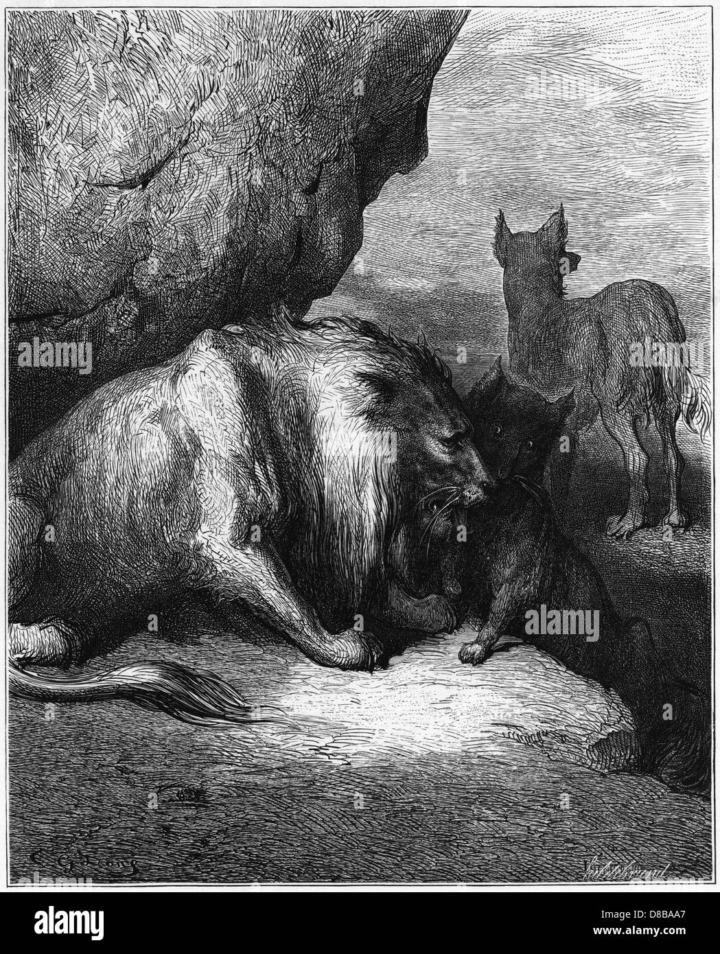 Lion loup Banque de photographies et d’images à haute résolution - Alamy