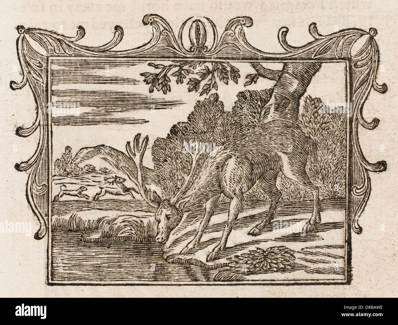 Cerf courant Banque de photographies et d’images à haute résolution - Alamy