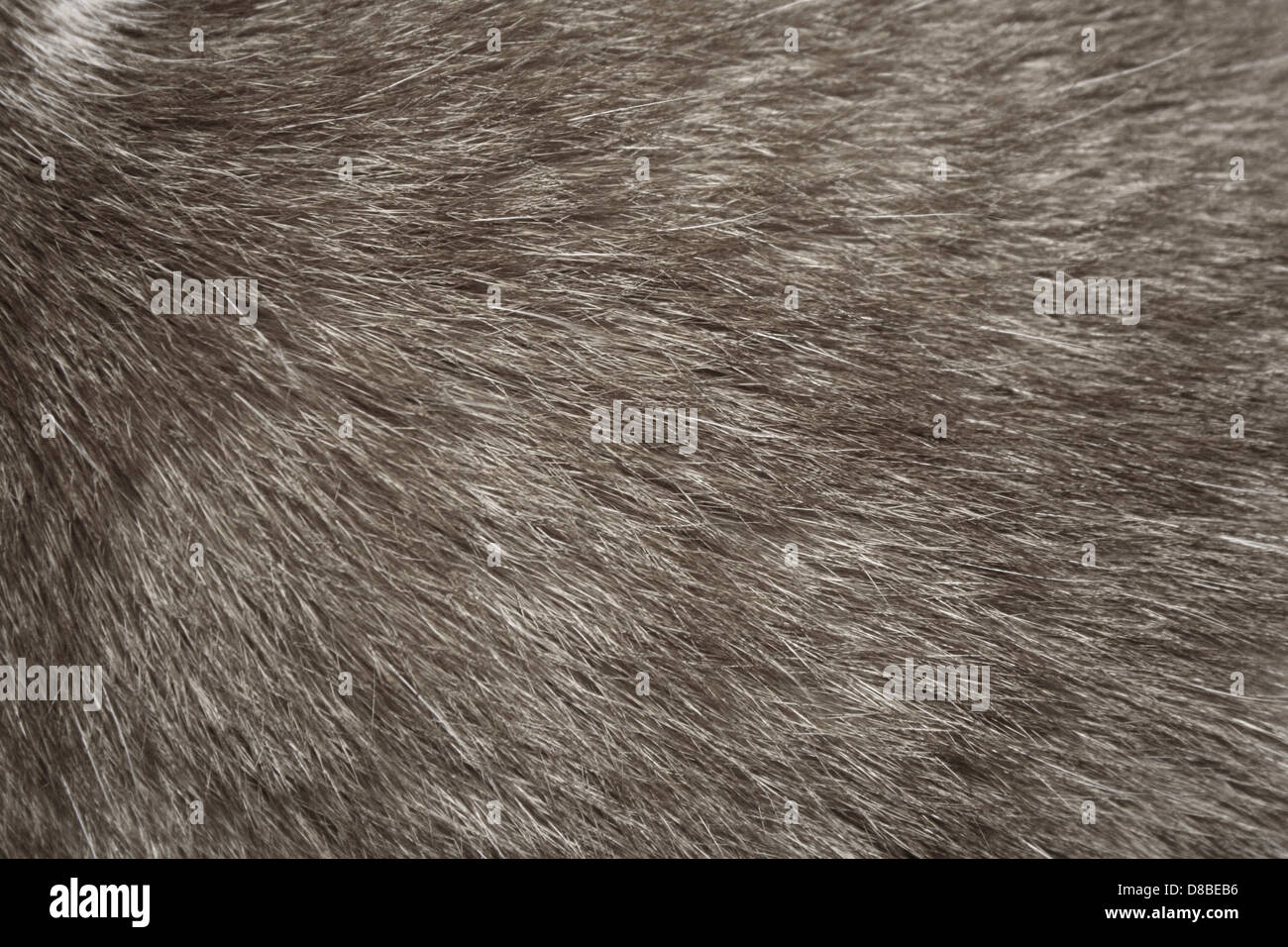 Une image détaillée en gros plan montrant la texture de la fourrure ...