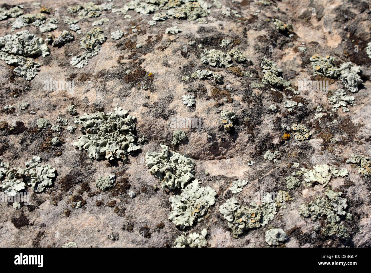 Un gros plan de lichen poussant sur un rocher, mettant en évidence la texture complexe et les ...